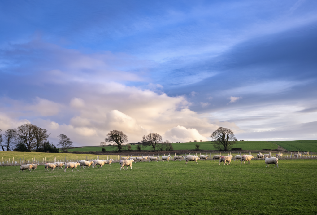 NSA competition for young shepherds - Vickers and Barrass